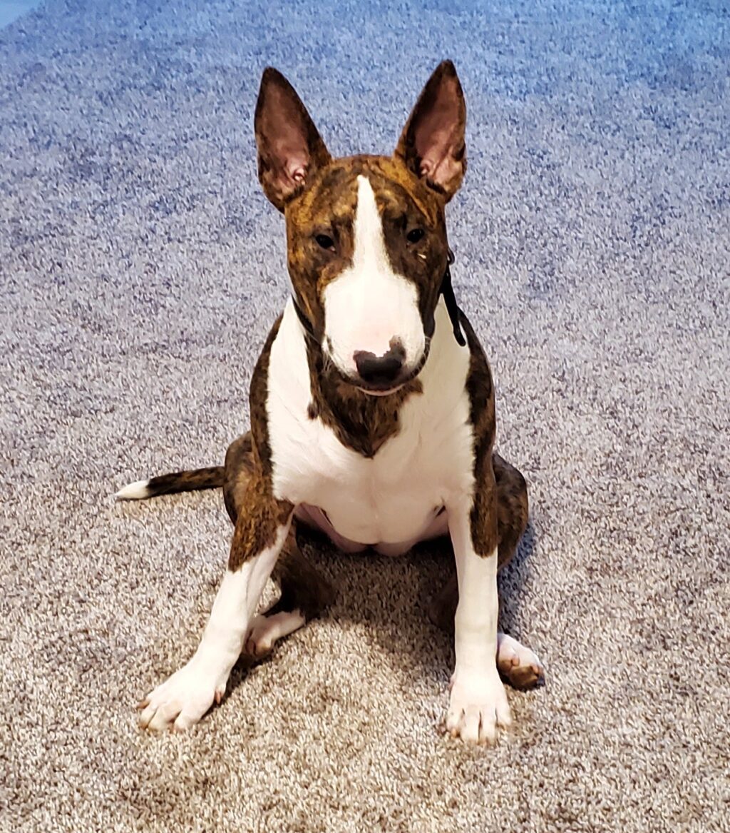 Beautiful Havana – Looking for a Home – Blue Ridge Bull Terrier Rescue