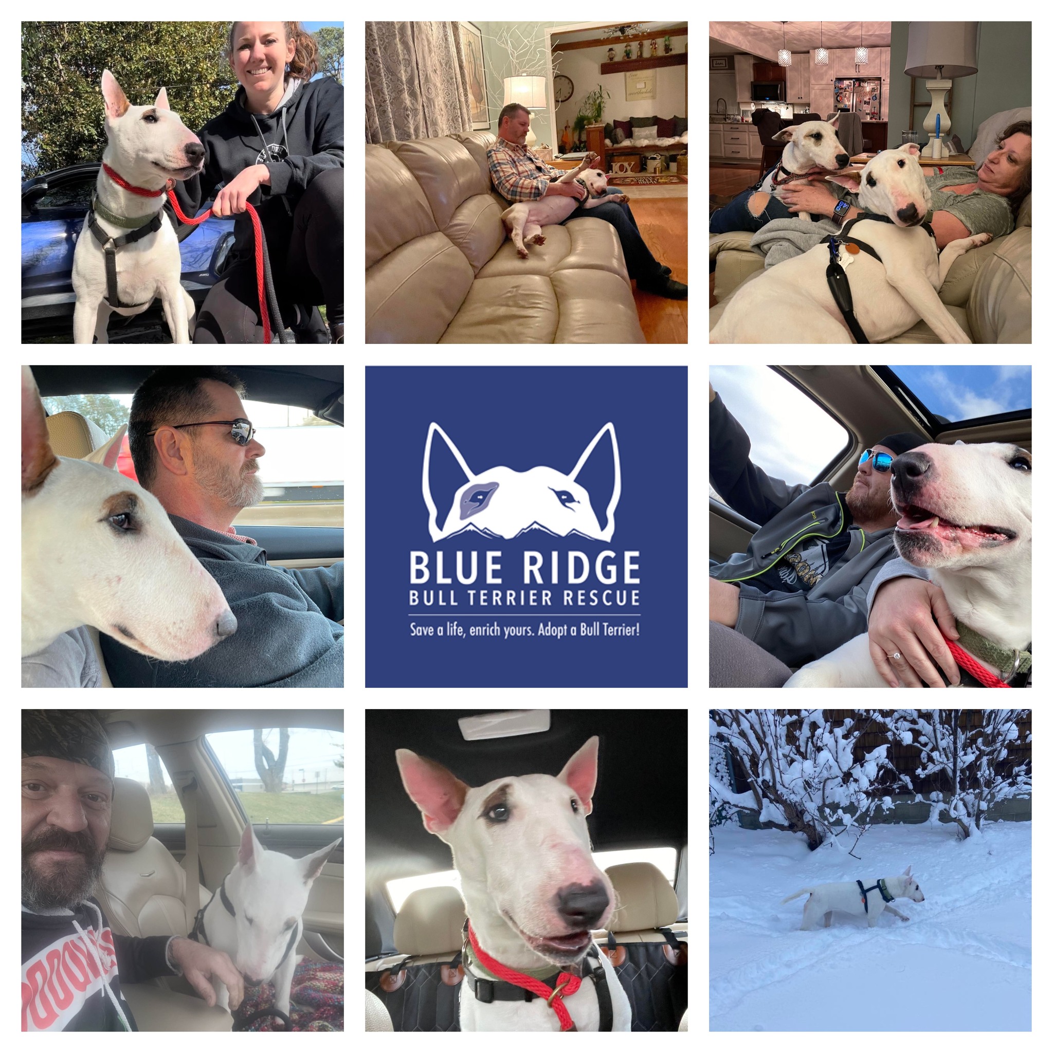 Happy Tails, KT! – Blue Ridge Bull Terrier Rescue