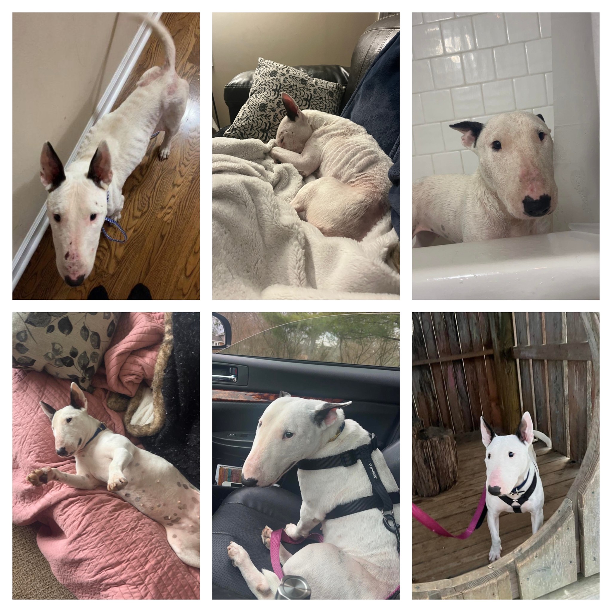 Roxy Needs a Home – Blue Ridge Bull Terrier Rescue