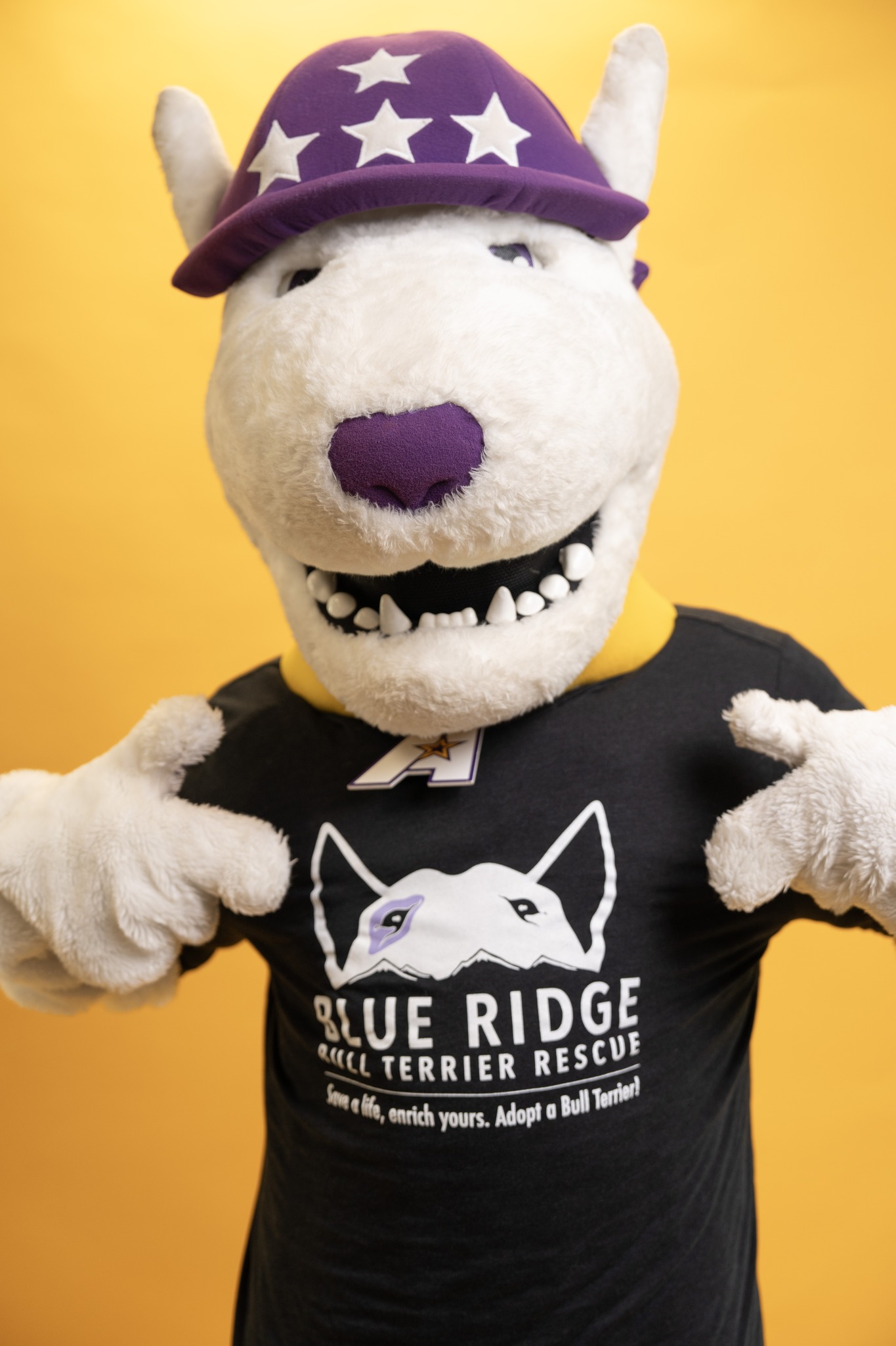 BREAKING NEWS – LSUA Partnership – Blue Ridge Bull Terrier Rescue